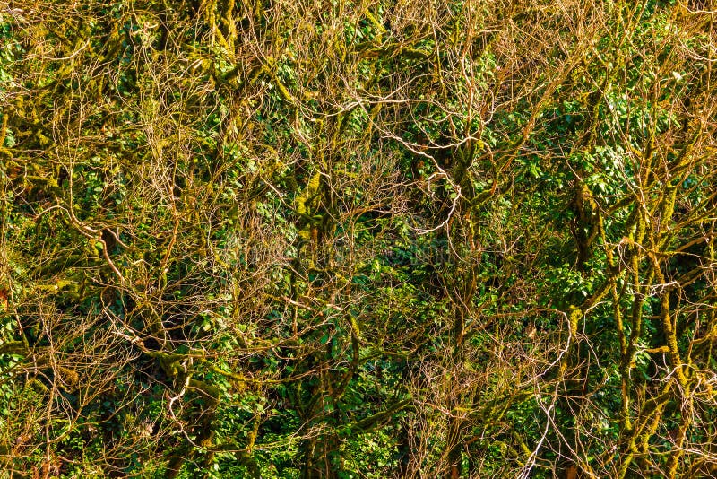 Texture of Thicket of Box-trees Stock Photo - Image of green, closeup ...