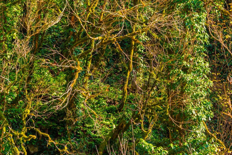 Texture of Thicket of Box-trees Stock Photo - Image of steep, trunk ...