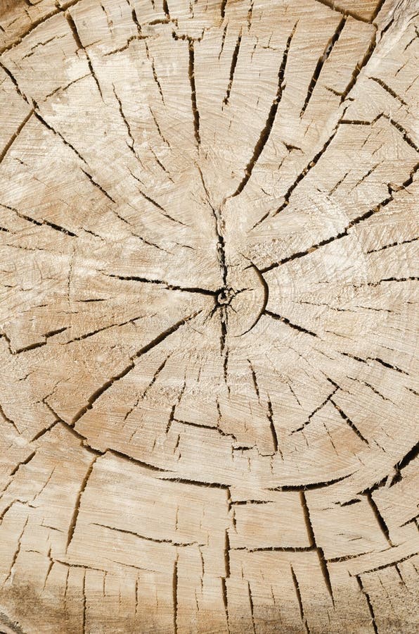 Texture of the Tree Rings in the Section. Stock Photo - Image of rings ...