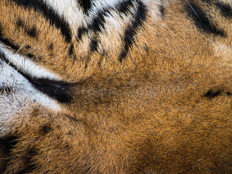 Texture of the Tiger Face stock photo. Image of peace - 96553990