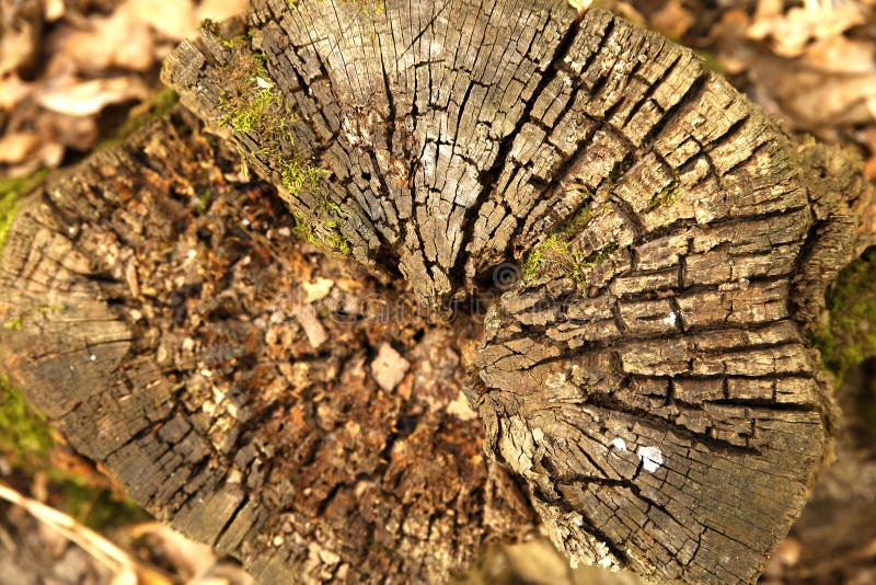 Texture timber tree stump stock image. Image of nature - 78730093