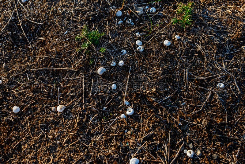 Texture of Tiny Shell between Soil with Grass and Branches Stock Image ...