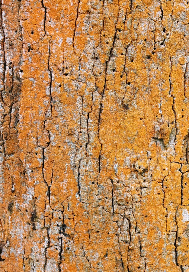 Texture of the tree stock photo. Image of grey, park - 16985976