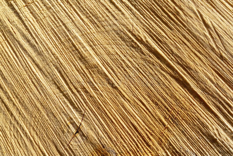 Texture of the tree stock photo. Image of surface, wood - 173502254