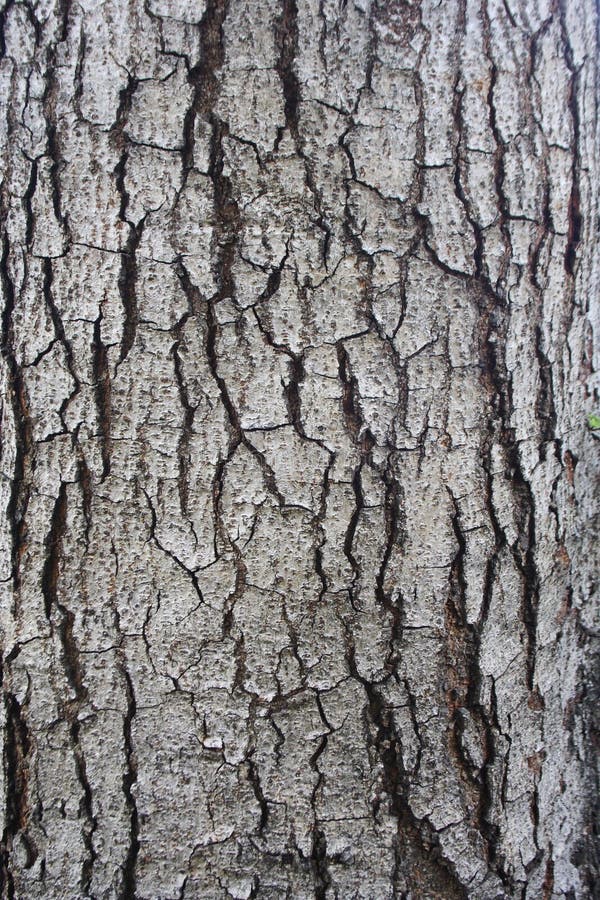 Texture tree stock photo. Image of branch, background - 50293674