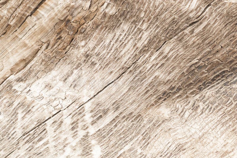 Texture of a Tree, Background Stock Photo - Image of surface, abstract ...