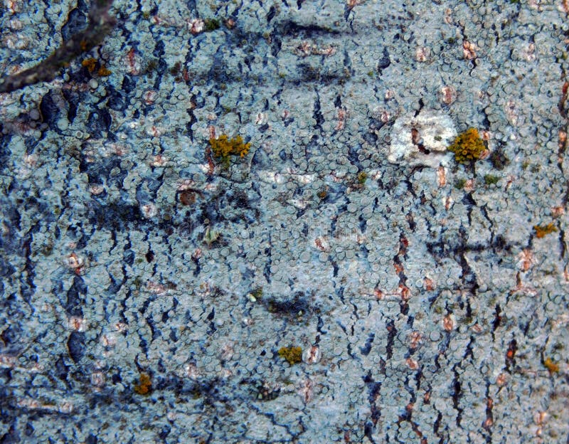 Texture of a Tree for Backgrounds Stock Image - Image of surface, soil ...