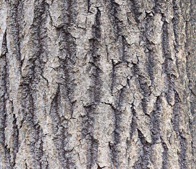 Texture of Tree Bark. Abstract Background Made of Tree Bark. Close Up ...