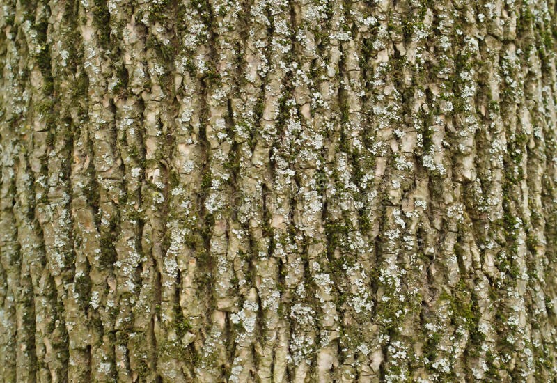 The Texture of Tree Bark Ash Stock Image - Image of wallpaper, vintage ...