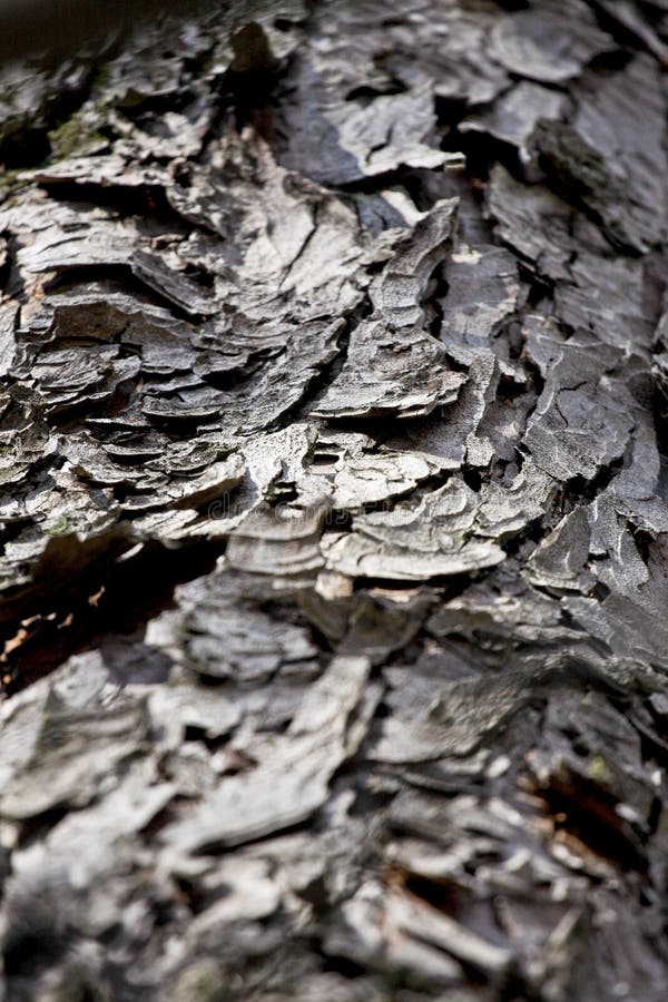Texture of Tree Bark in Autumn Light Stock Image - Image of cork ...