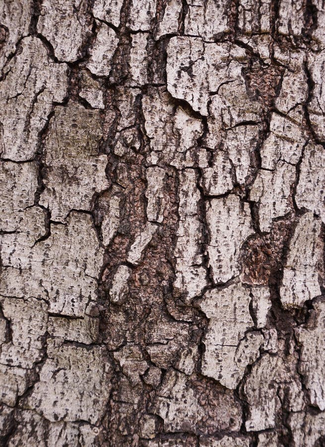 Texture of Tree Bark. Background of Old Tree Bark Stock Photo - Image ...