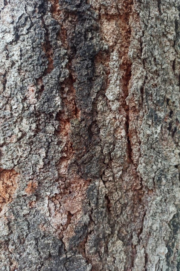 The Texture of Tree Bark with Beautiful Patterns is Suitable for the ...