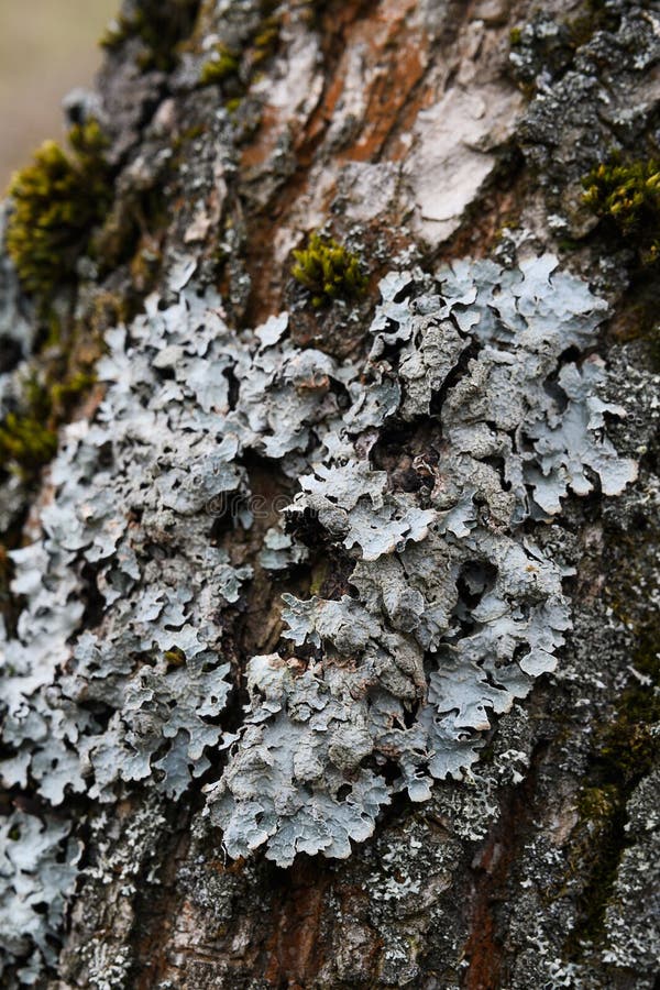 Texture of Tree Bark with Blue Moss Photographed Close-up Stock Photo ...