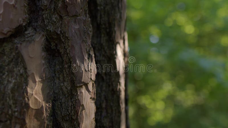 Texture Tree Bark Close-up. Outer Shell of Centuries-old Oak Tree in ...