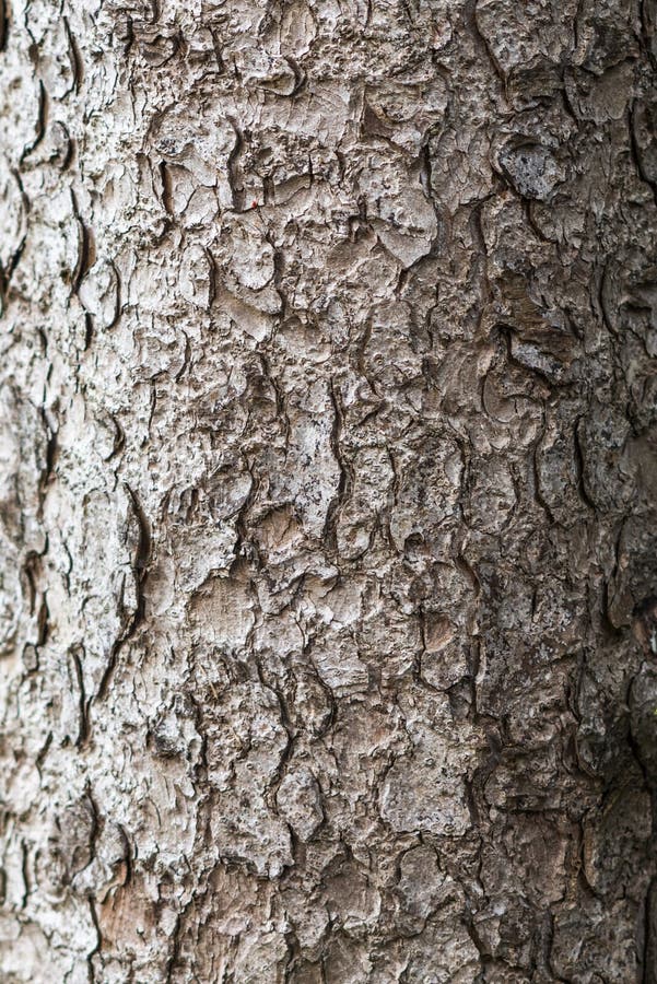 Texture of Tree Bark, Close-up on the Structure. Selective Focus on ...