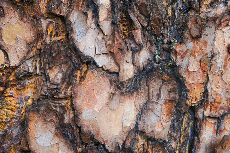 Texture of Tree Bark Closeup Stock Photo - Image of terrain, bark ...