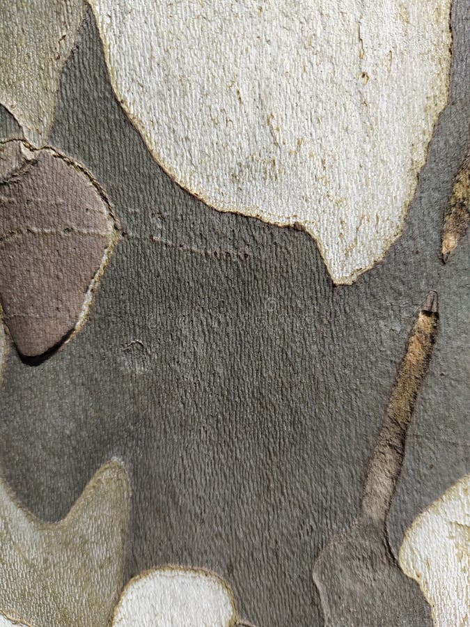 Texture on the Tree Bark. Colors, Art and Photography Stock Image ...