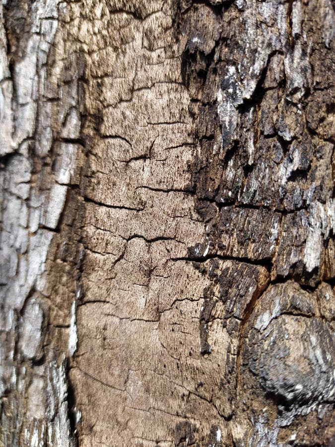 Texture on the Tree Bark. Colors, Art and Photography Stock Image ...