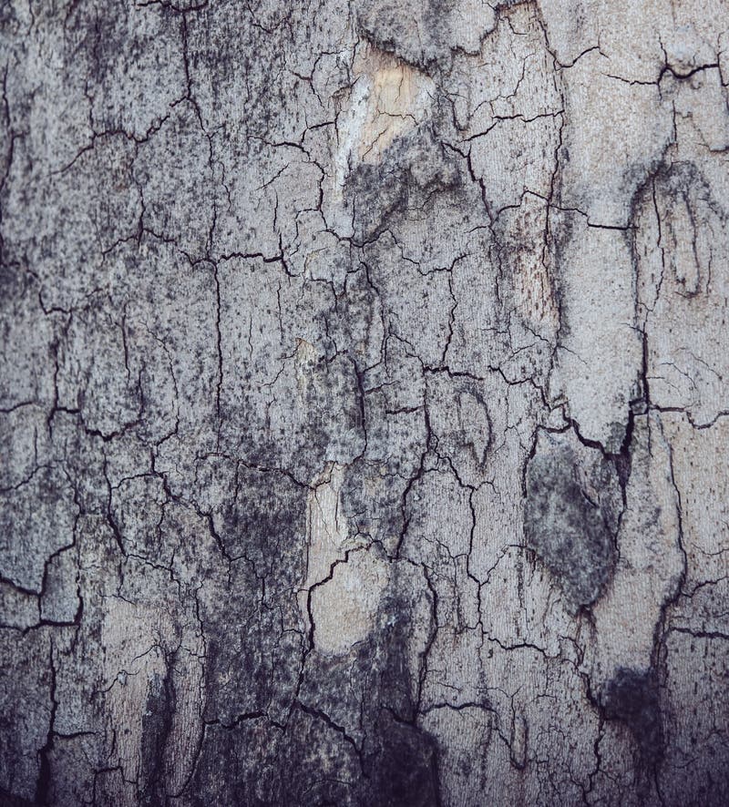 Texture of tree bark stock image. Image of background - 69770577