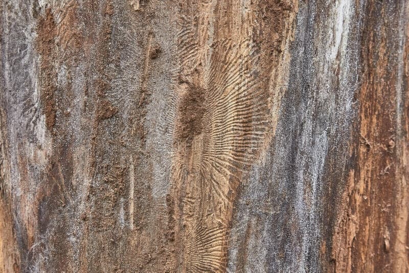 Texture of Tree Bark Decorated with Patterns Left Over from the Bark ...