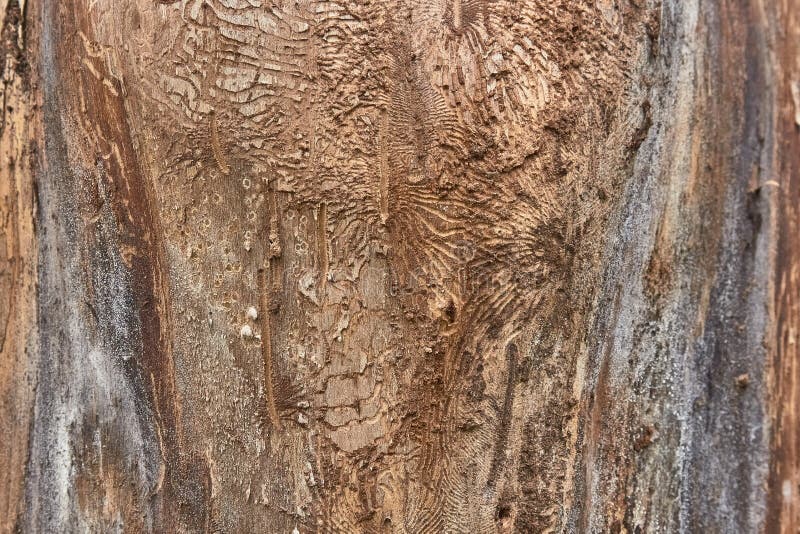 118 Bark Beetle Patterns Stock Photos - Free & Royalty-Free Stock ...