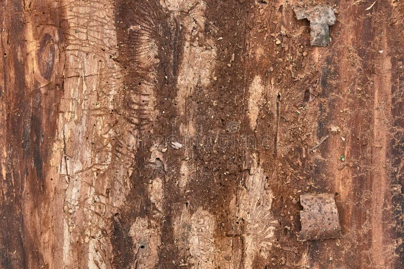 118 Bark Beetle Patterns Stock Photos - Free & Royalty-Free Stock ...