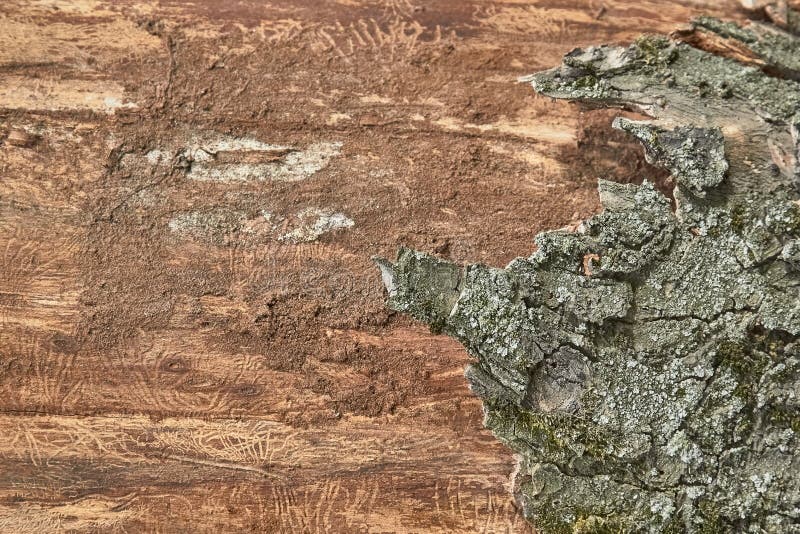 Texture of Tree Bark Decorated with Patterns Left Over from the Bark ...