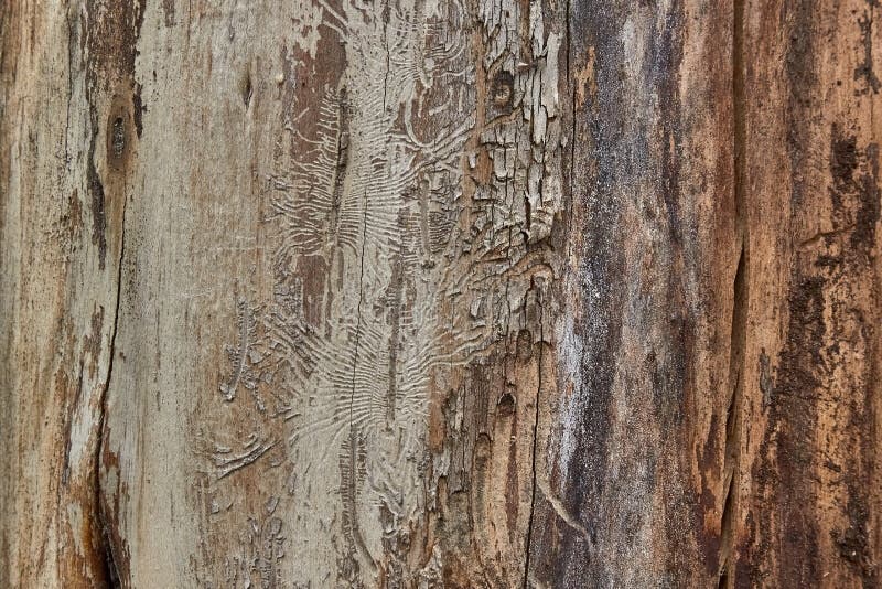 118 Bark Beetle Patterns Stock Photos - Free & Royalty-Free Stock ...