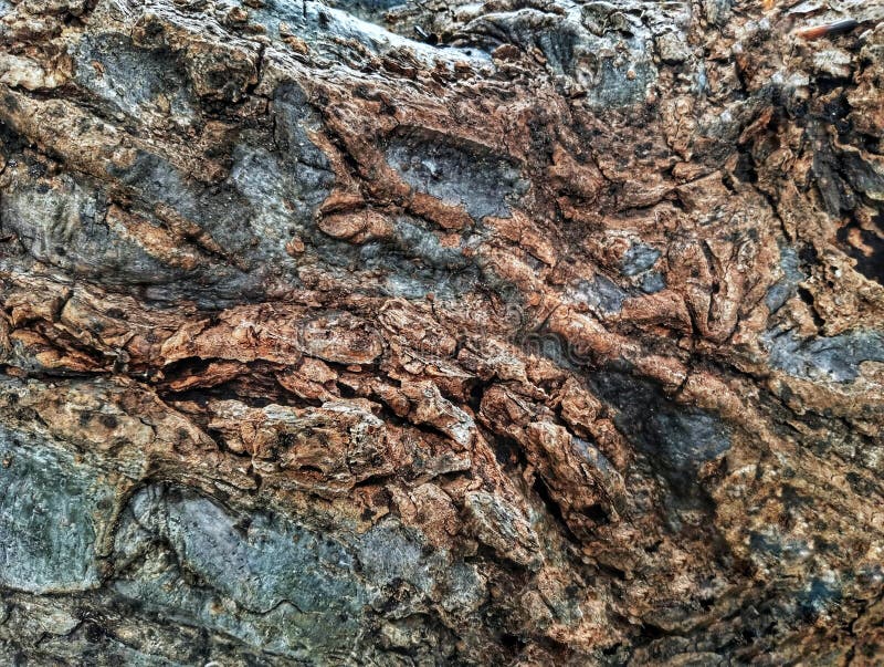 The Texture of the Tree Bark is Dry and Brittle Stock Image - Image of ...