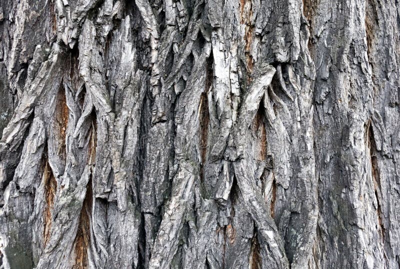 The Texture of the Tree Bark Elm Stock Image - Image of weathered ...