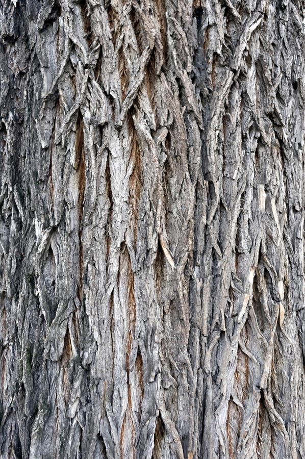 The Texture of the Tree Bark Elm Stock Image - Image of protection ...