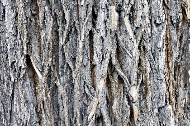 The Texture of the Tree Bark Elm Stock Photo - Image of horizontal ...