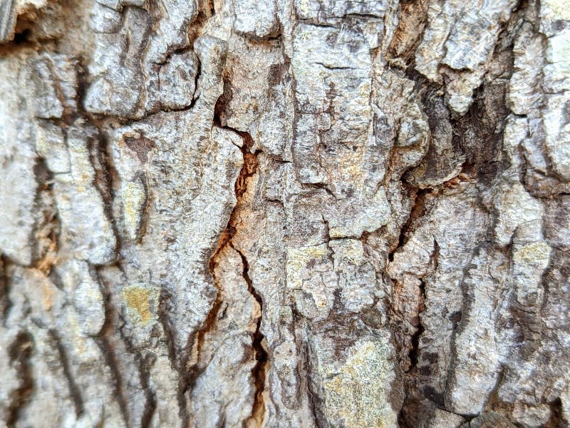 Texture of Tree Bark, Especially the Bark of the Red Maple & X28;Acer ...