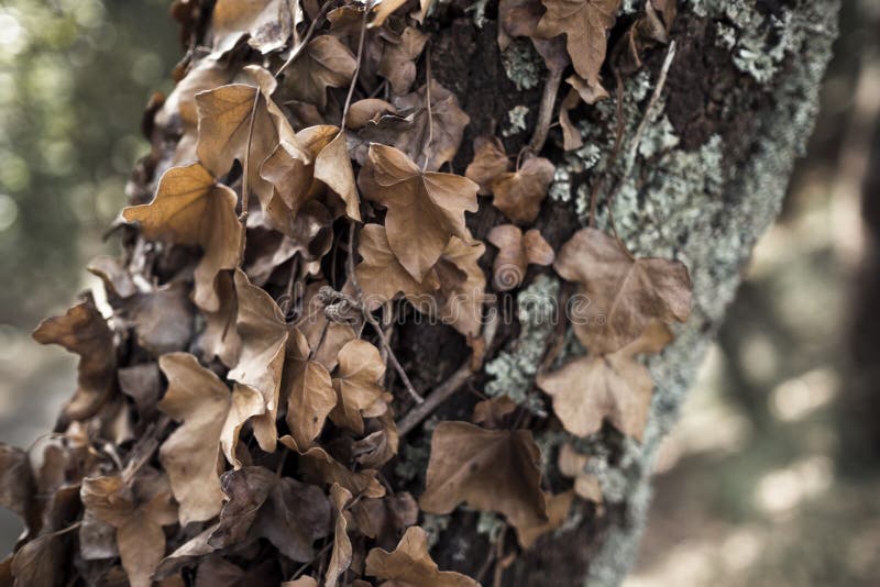 Texture Tree Bark and Fallen Autumn Leaves. Stock Photo - Image of ...