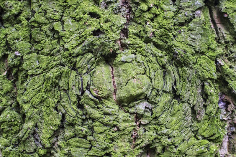 The Texture of Tree Bark Forms a Circle Stock Image - Image of primary ...