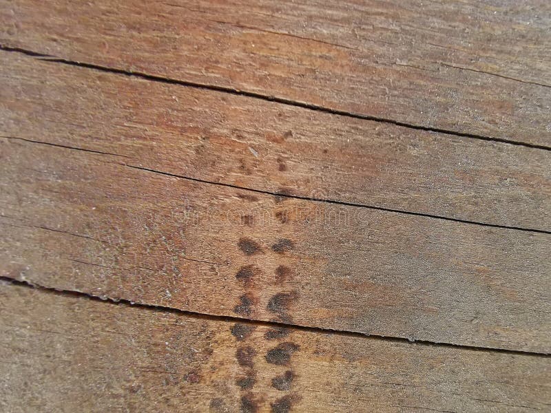 Texture Tree Bark Texture for Graphic Design. Stock Image - Image of ...