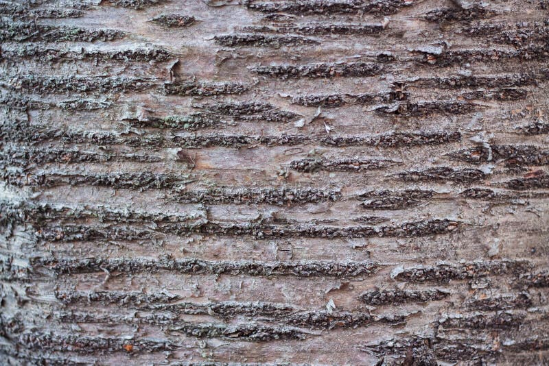 Texture of Tree Bark. Gray. Stock Photo - Image of wooden, wall: 143135818