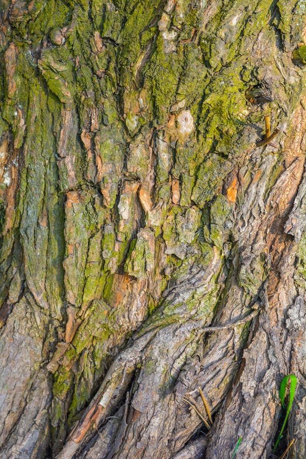 Texture of Tree Bark with Green Moss Stock Photo - Image of natural ... Texture of Tree Bark with Green Moss Stock Photo - Image of natural ...
