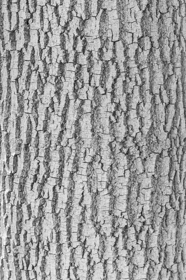 Texture of Tree Bark. Grey Oak Bark Stock Image - Image of outdoor ...