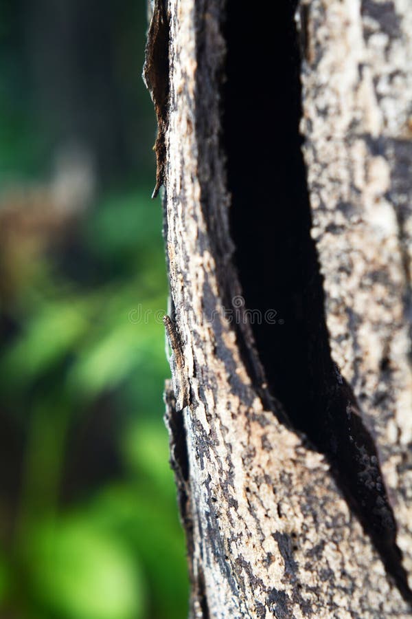 Tree bark texture stock photo. Image of brown, detail - 349821934