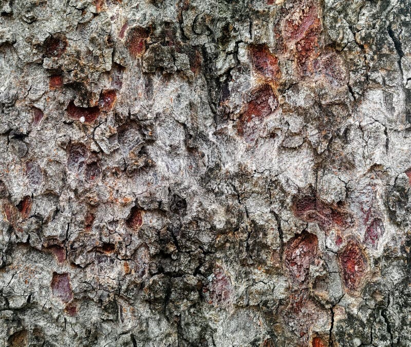 Texture of Tree Bark in Height Detail Stock Photo - Image of close ...