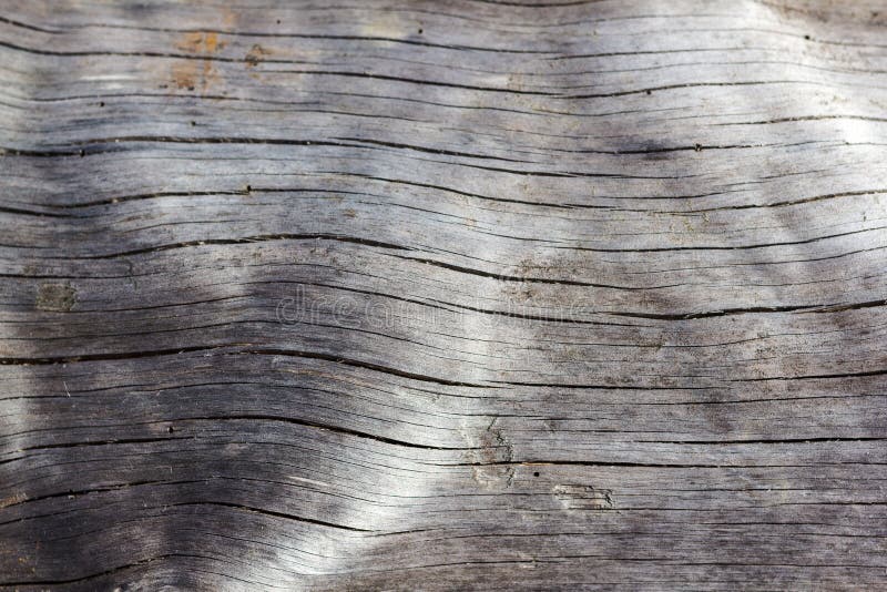 Texture of a Tree without Bark Stock Photo - Image of background ...