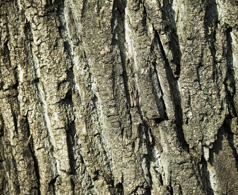 The Texture of a Tree Bark in the Soft Sunlight Stock Image - Image of ...