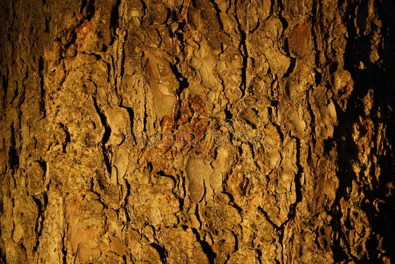 The Texture of the Tree Bark Spruce Illuminated by the Evening R Stock ...