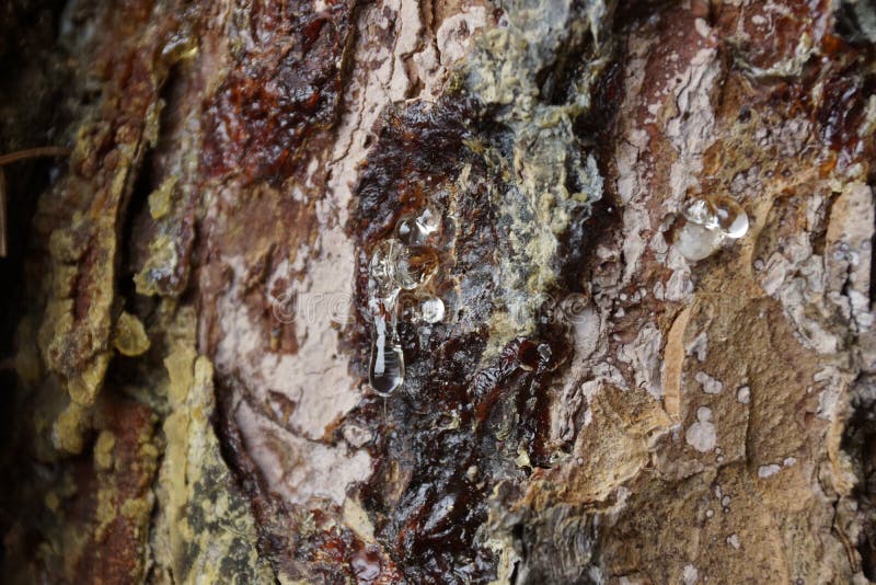 The Texture of the Tree Bark Spruce Resin Spring Stock Photo - Image of ...