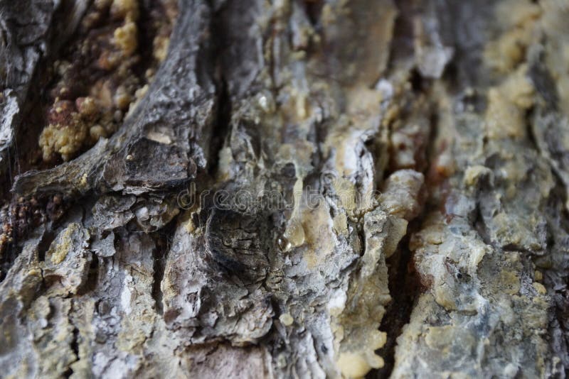 424 Spruce Tree Bark Crown Stock Photos - Free & Royalty-Free Stock ...