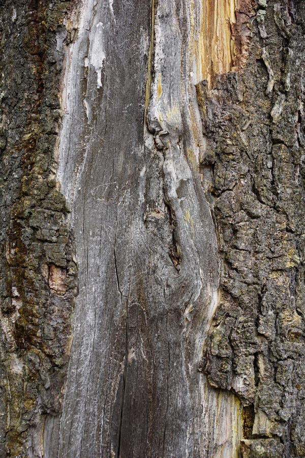 The Texture of the Tree Bark Spruce Resin Spring Stock Image - Image of ...