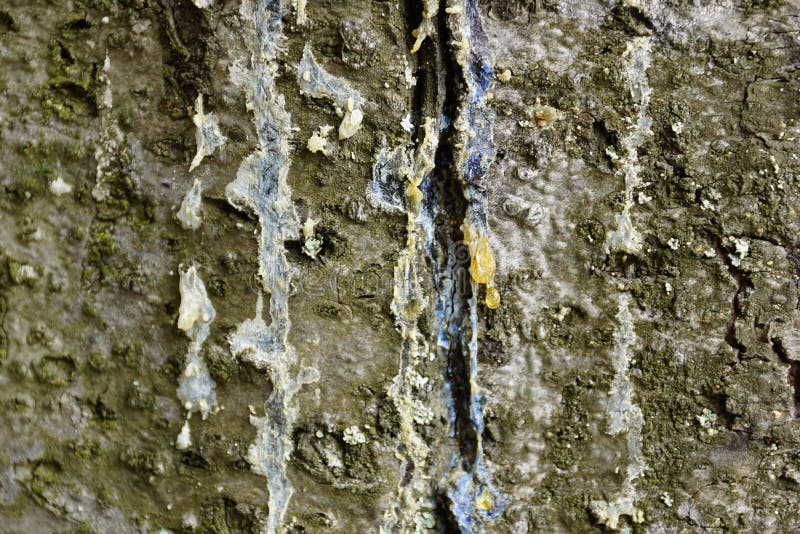 The Texture of the Tree Bark Spruce Resin Spring Stock Photo - Image of ...