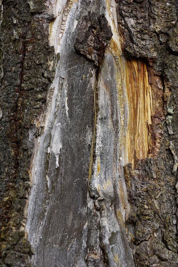 The Texture of the Tree Bark Spruce Resin Spring Stock Image - Image of ...