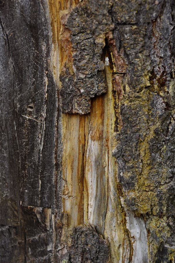 The Texture of the Tree Bark Spruce Resin Spring Stock Photo - Image of ...